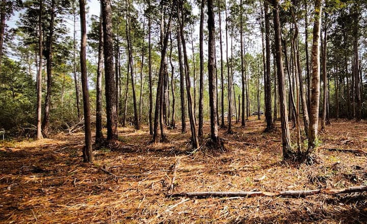 Magical Wooded Campsite Minutes From Spring Lake - Southport, NC