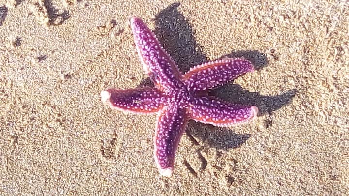 Maison Les Pieds Dans Le Sable 350m De La Mer Vélo - Bretignolles-sur-Mer