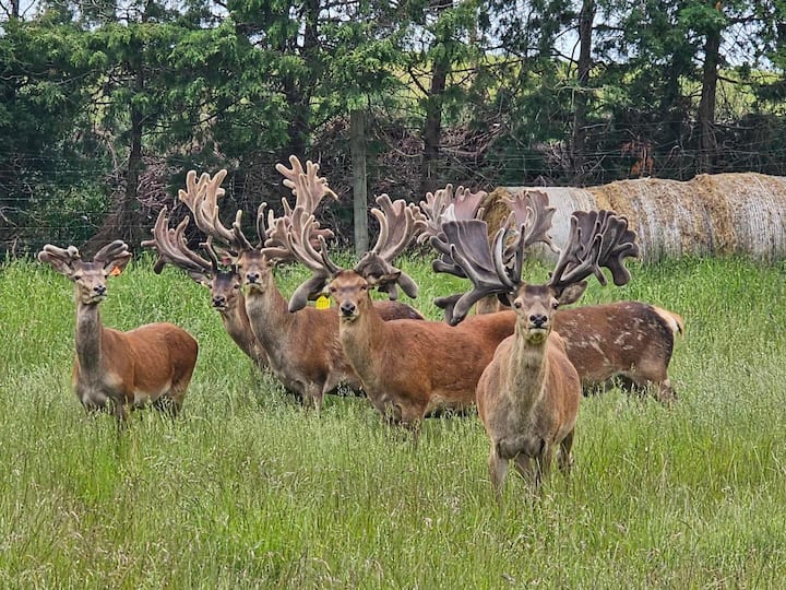 Spur Road Country Cottage - Timaru