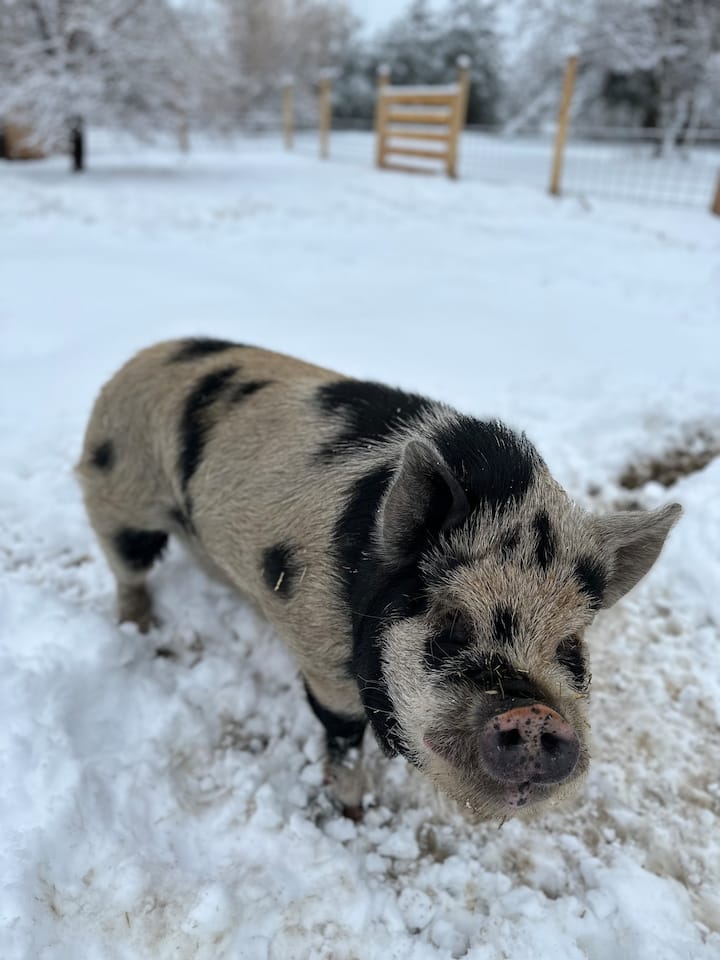 3. All Season, Tiny Cabin With Farm + Amenities - Ottawa