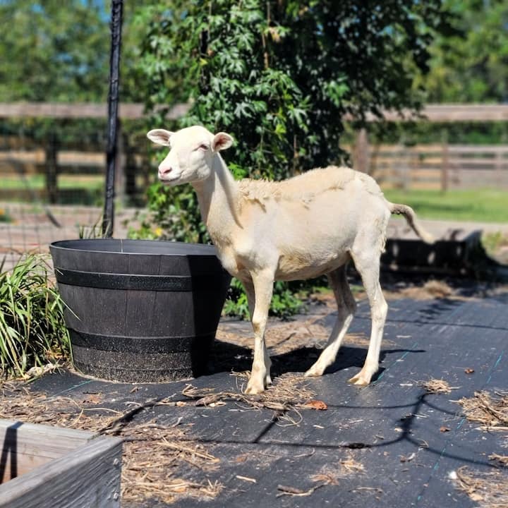 Chic Vintage Pet Friendly Apartment On Minifarm - Wildwood, FL