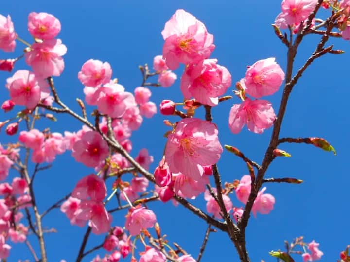 日本で最も早咲の桜【土肥桜】今年も始まりました‼その後は温泉でのんびり過ごす楽しいひととき。 - Izu