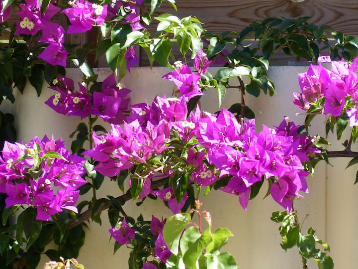 La Maison Des Mp - Le Barcarès