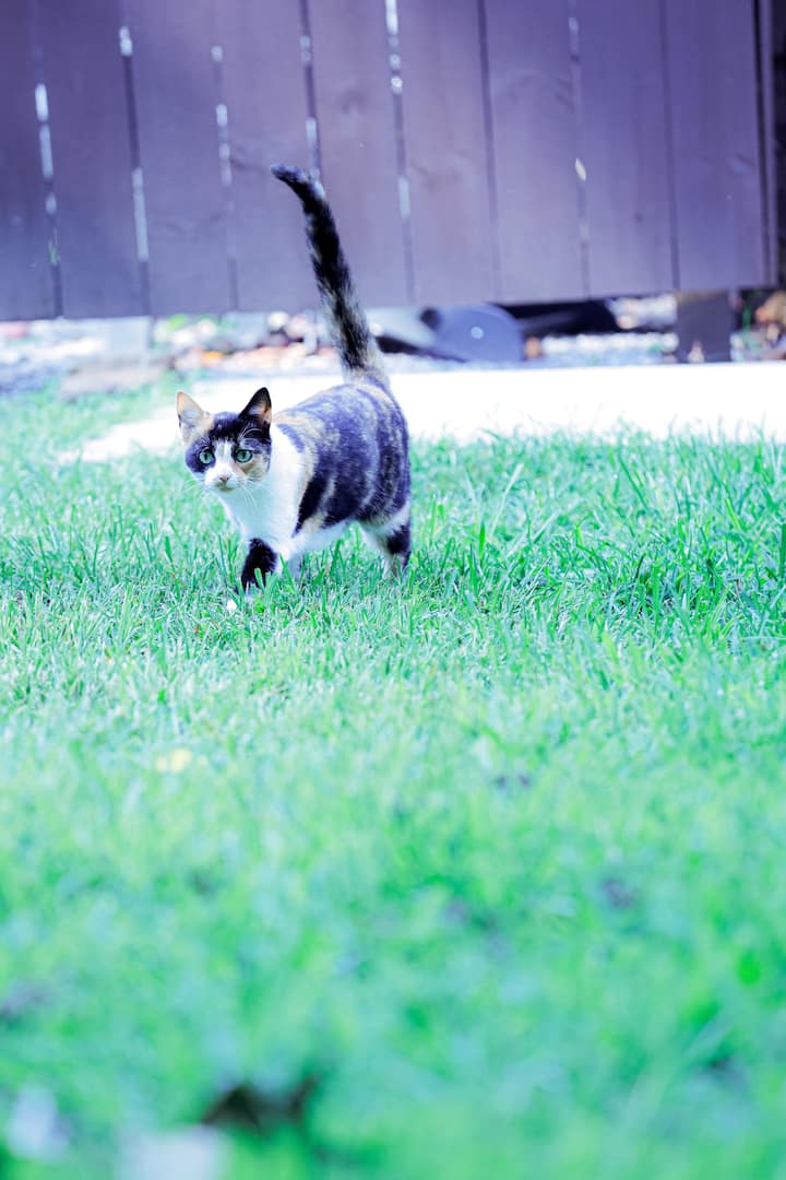 Farm Suite, Bbq Grill, Fire Pit, Farm Animals! - Asheville, NC