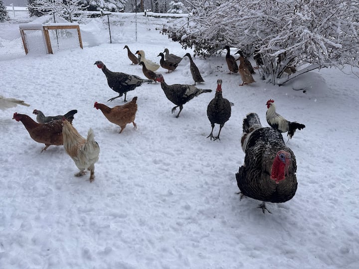 5. All Season Tiny Log Home Farm With Amenities - Ottawa