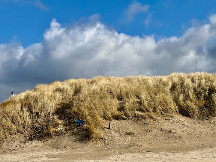 Autumn Magic On The North Sea Coast—dogs Welcome! - Schoorl