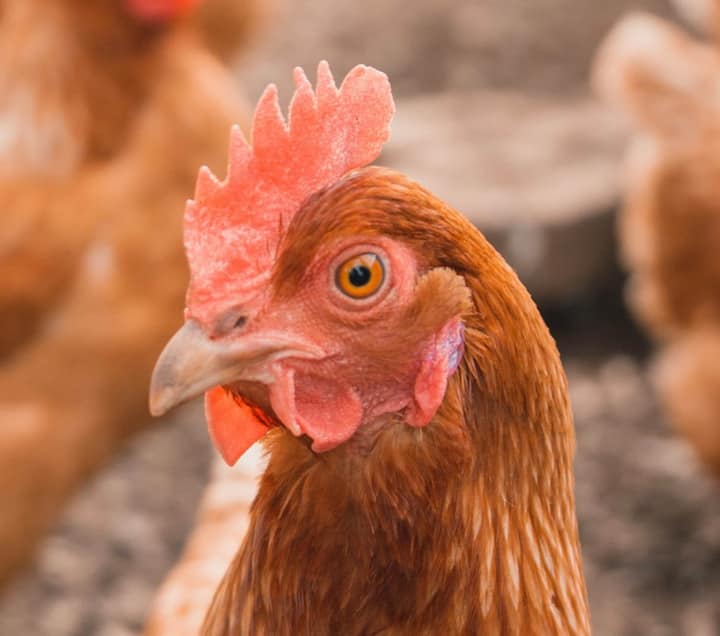New Listing ! 
The Loveland Bear Chicken House - Loveland, CO