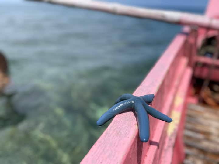 Starfish House - Mati