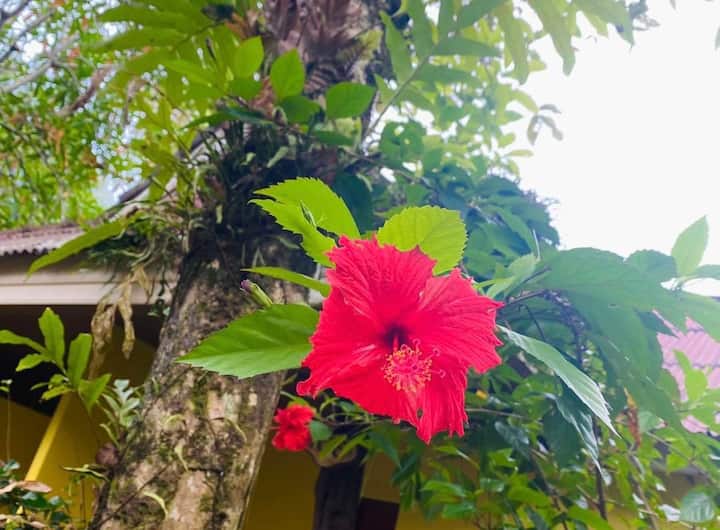 Forest View Ao Nang Standard - Ao Nang