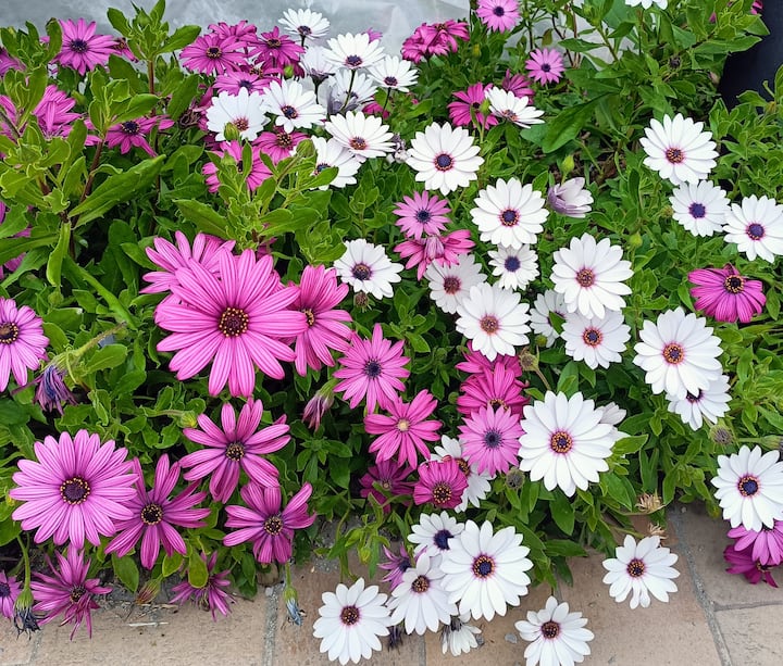 Casa Margherita - Terrazza Vista Mare - Quartu Sant'Elena
