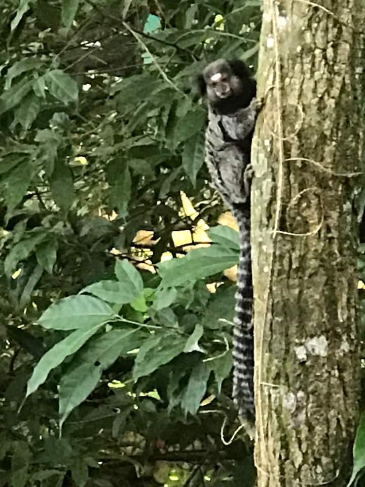 Cabana Na Floresta. - Florianópolis