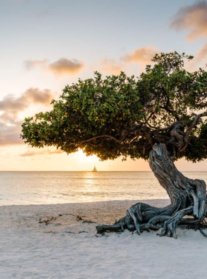 Agradable Apartamento En Eagle Beach Aruba - Aruba