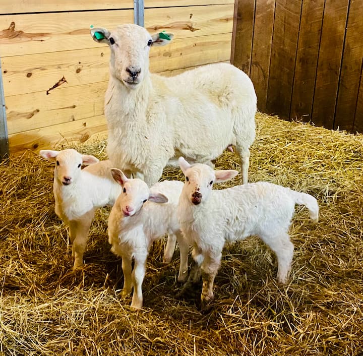 Beautiful Farm Stay On The Bourbon Trail! - Kentucky