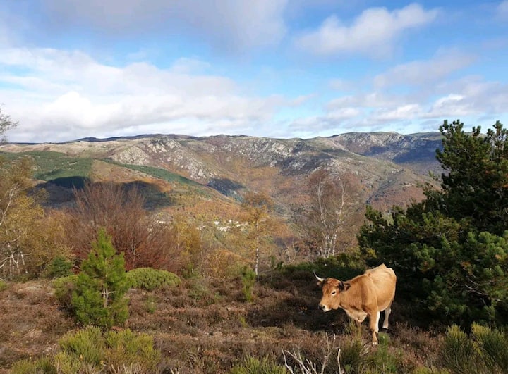Le Perchoir De La Ferme Cévenole - Pont-de-Montvert-Sud-Mont-Lozère