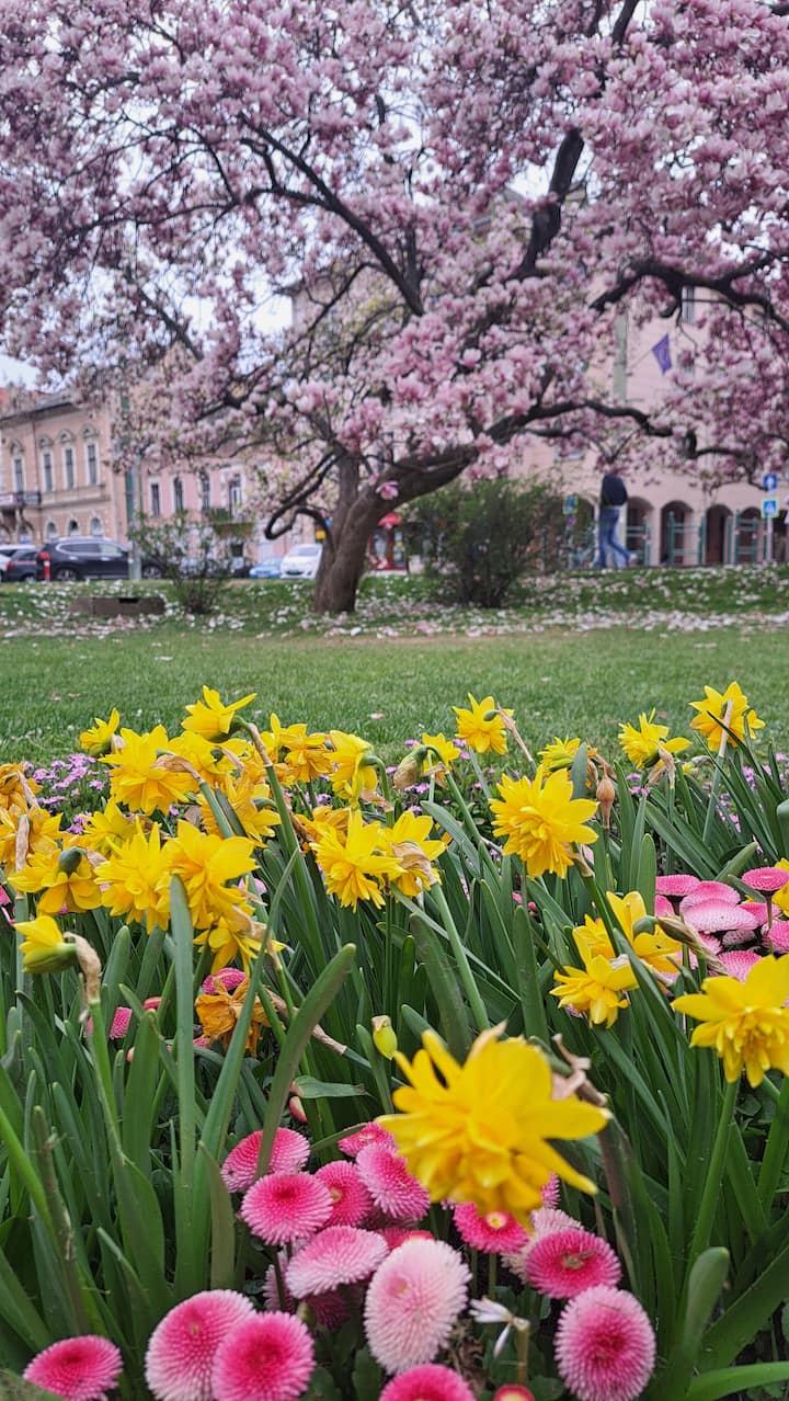 Jelena Apt. Szeged: Ac & Free Private Parking - Szeged