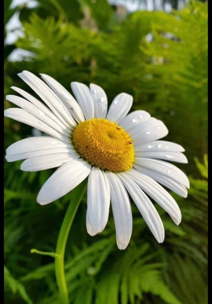 Flor 3 D. Juan De Austria - Málaga