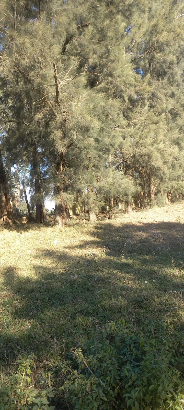 Greenhill Farm, Humblest Stay. - Eshowe