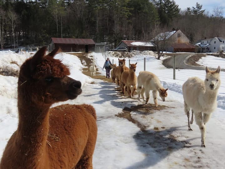 Jack Taylor Farm (With Alpacas & Inground Pool!) - Grafton, VT