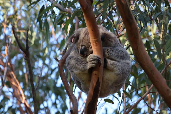 Sunnydell - Couples Haven - Blue Mountains