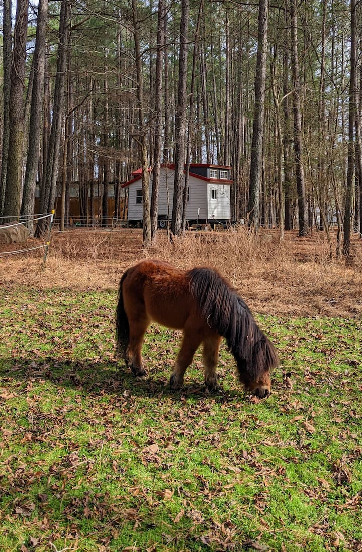 Tiny House Cabin On 5 Acres! - Chapel Hill, NC