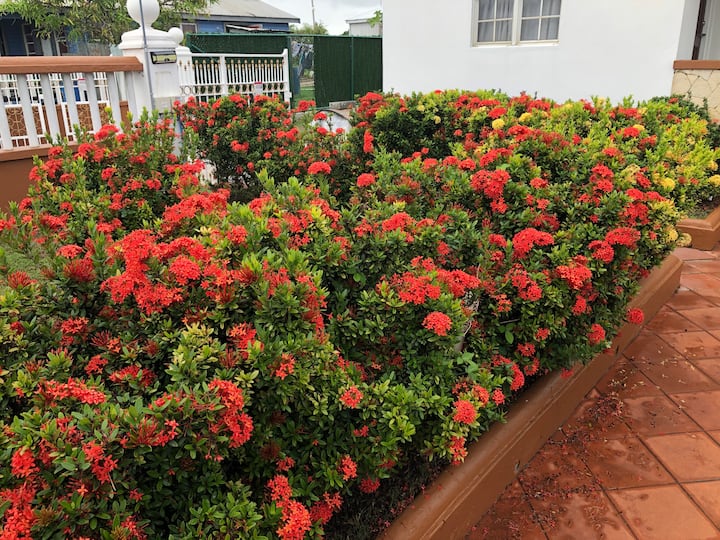 Ixora Gardens Apartments - Saint John's
