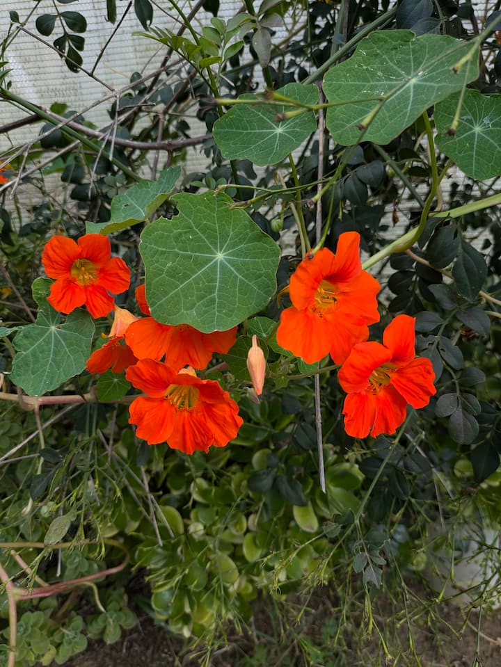 La Casita Salá - Chiclana de la Frontera
