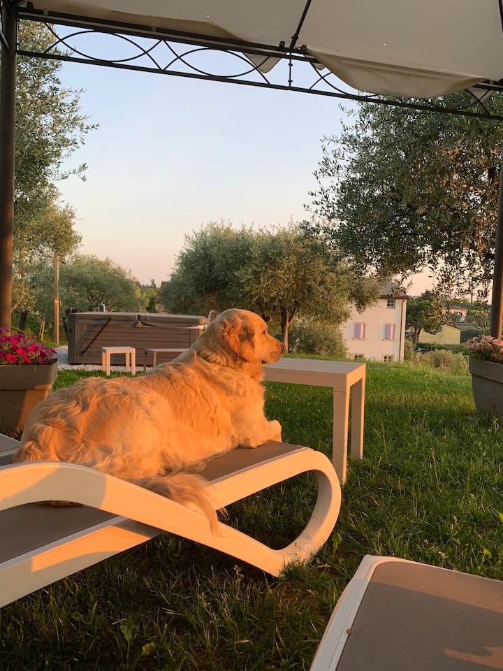 Il Tuo Cane Adorerà Questo Posto - Bussolengo