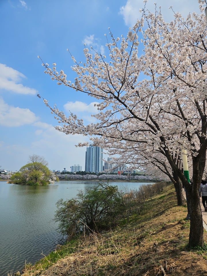 벚꽃만석거축제/Kt위즈/화성행궁동/일목수목원/스타필드/가족여행/만석공원/커플여행 - 귀인동