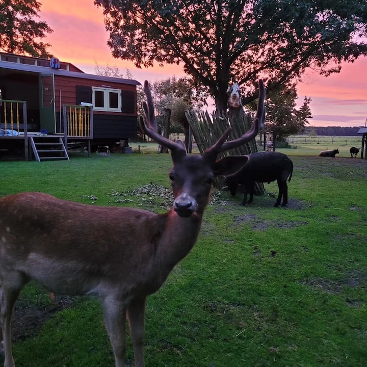 Overnachten Tussen De Dieren? - Hilversum