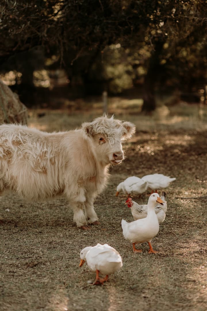 Highland Cows, Fainting Goats And An Alpaca - Belton, TX