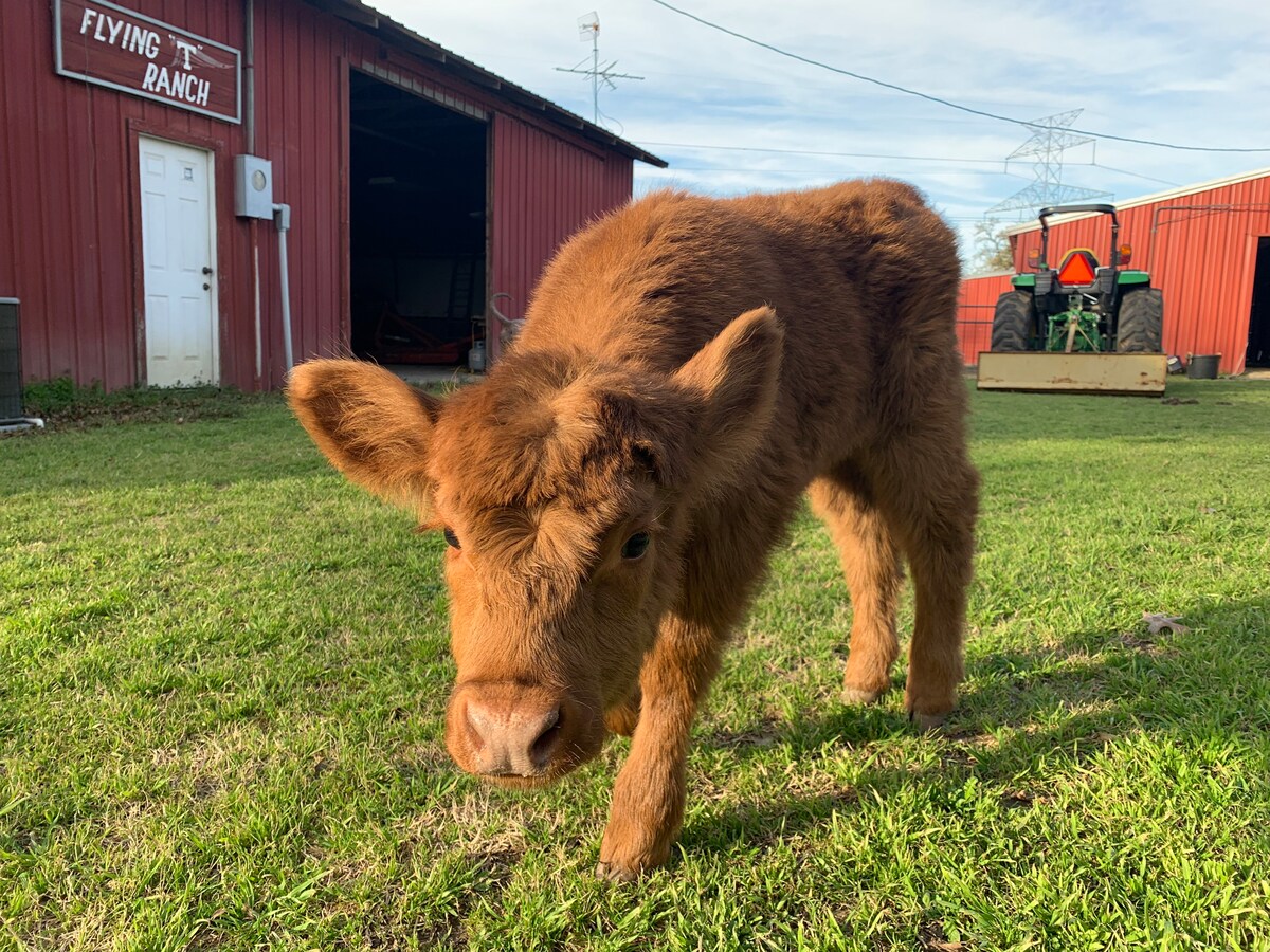 The Bunkhouse- Stay with fluffy cows - Barns for Rent in Belton, Texas ...
