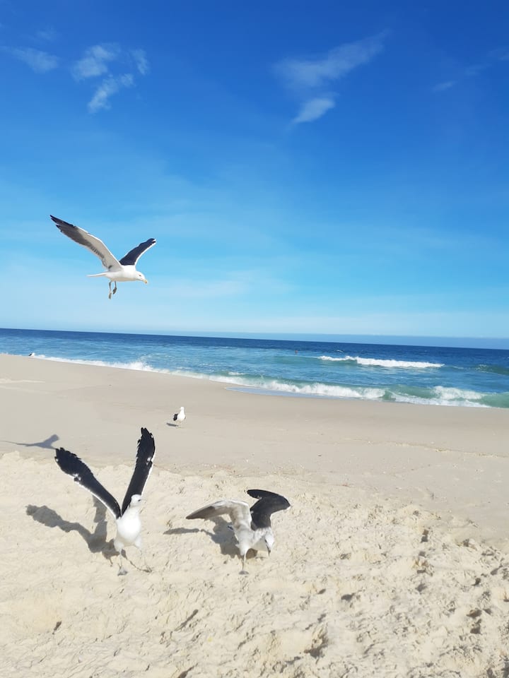 Carnaval No Rio! Barra Da Tijuca
Apto Condomínio - Rio de Janeiro