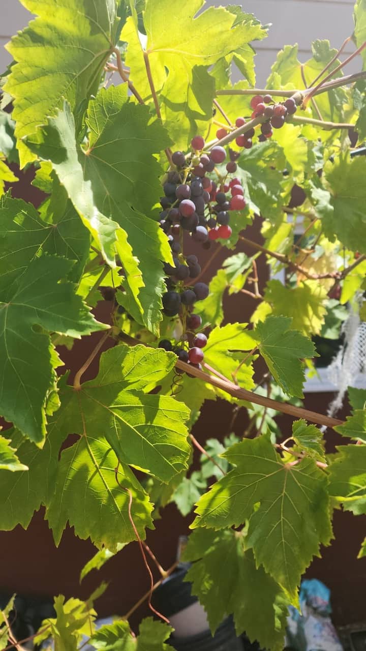 Attic Floor With Views Over Fields And Sea. - Rosersberg