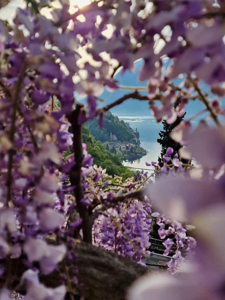 Il Glicine - Lugano
