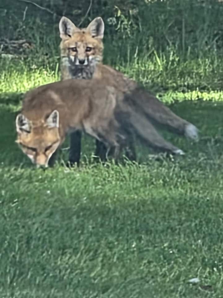 Foxes Den Country Corner Off Round Point - Mullett Lake, MI