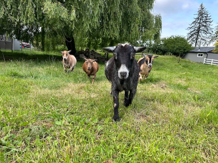 Home On A Hobby Farm - Aldergrove