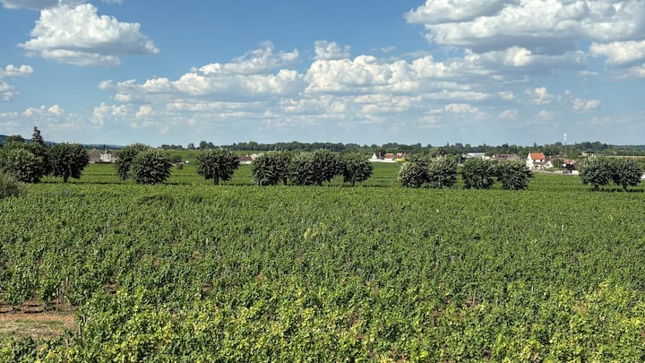 Au Pied Des Vignes - Nuits-Saint-Georges