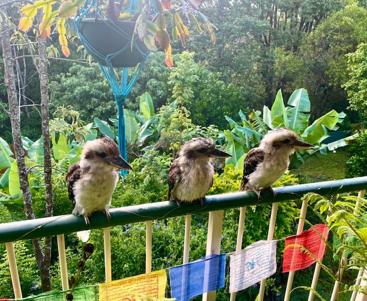 Goonellabah Rainforest Hideaway - Lismore