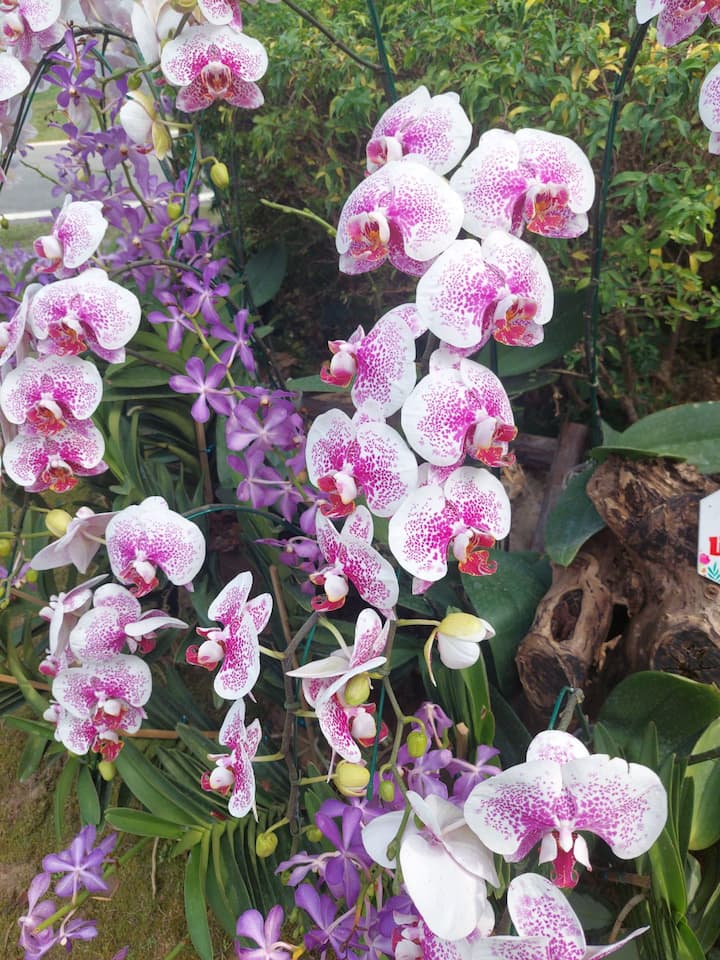 Orchidee 120 Qm Wohnung - Hua Hin