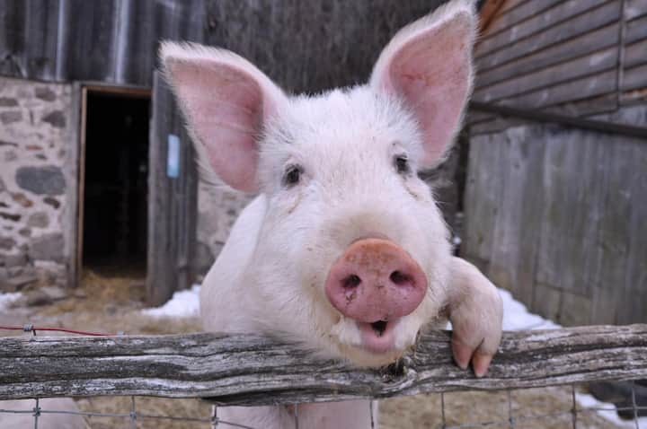 Camping At The Sanctuary With Rescue Animals - Durham