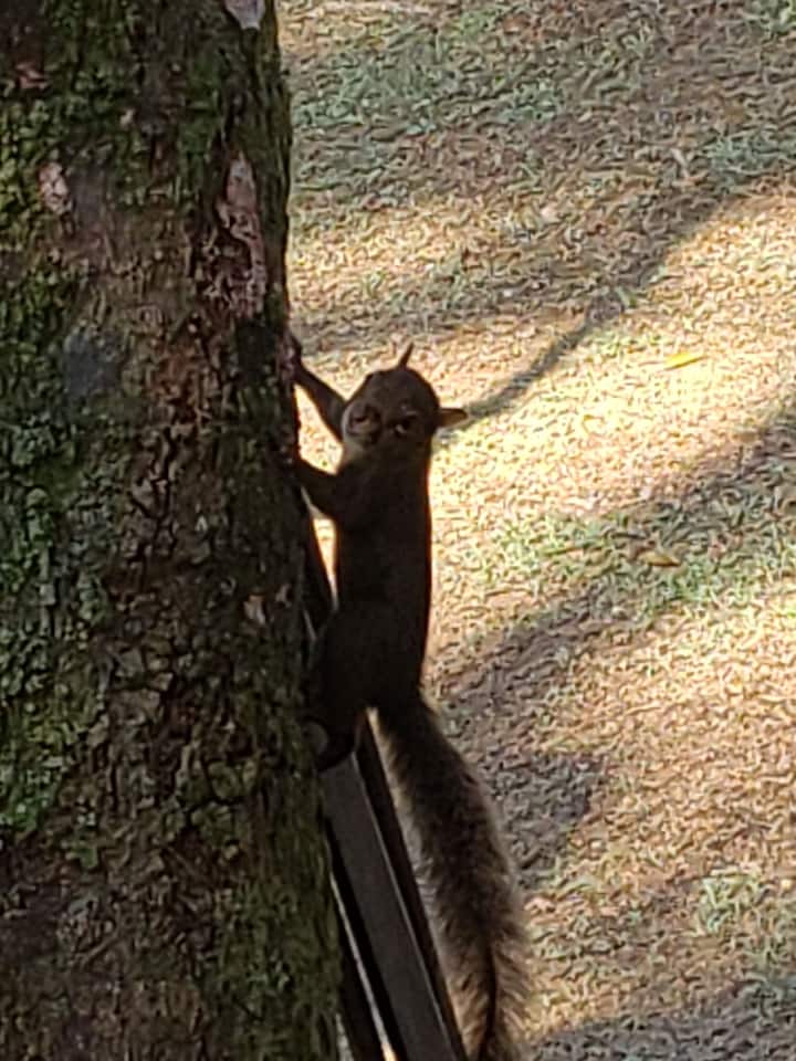 Refúgio Paraíso, Casa Em Chácara - Morretes