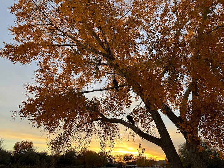 Zion’s Brand New, Tiny House, Farm Experience - Cedar City, UT