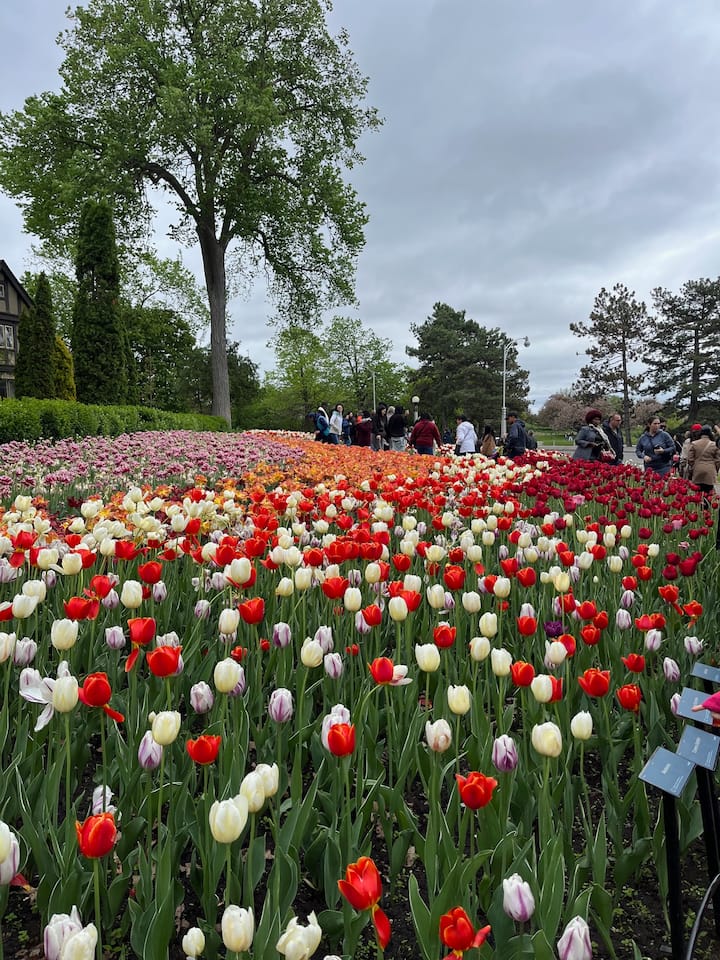 Tulip Festival Basecamp — Just 15 Minutes Away - Ottawa