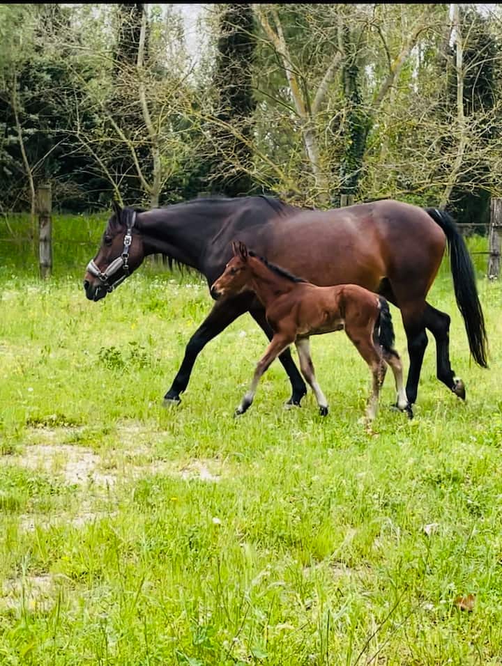 Maison Au Milieu Des Chevaux - L'Isle-sur-la-Sorgue