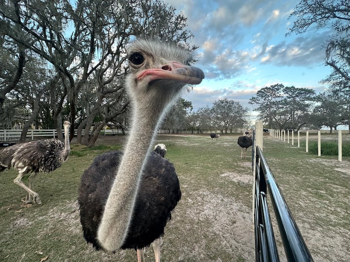 Luxury Cabana At Ostrich Ranch, Electric Guarantee - Sebring, FL