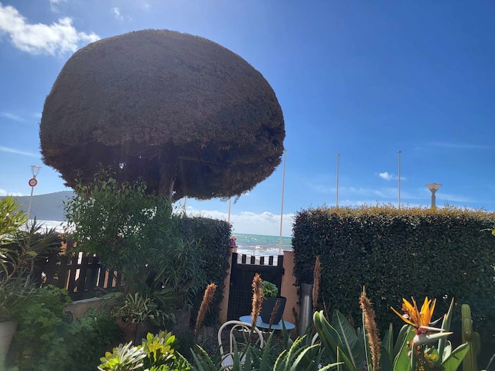 Un Jardin Sur La Plage Des Lecques - Saint-Cyr-sur-Mer