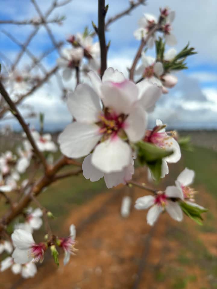 Cosy Corner In The Riverland. We Are Pet Friendly! - Loxton