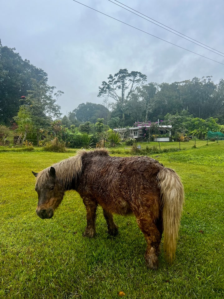 Lotus Cabin - Mullumbimby