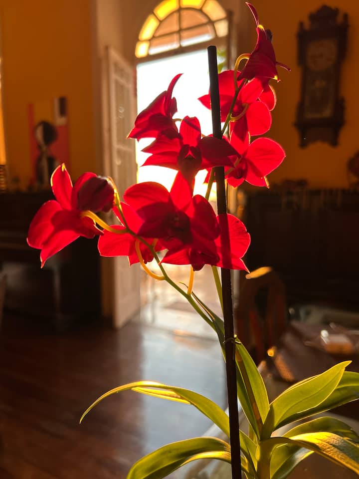 Belle Chambre Avec Vue - Rio de Janeiro