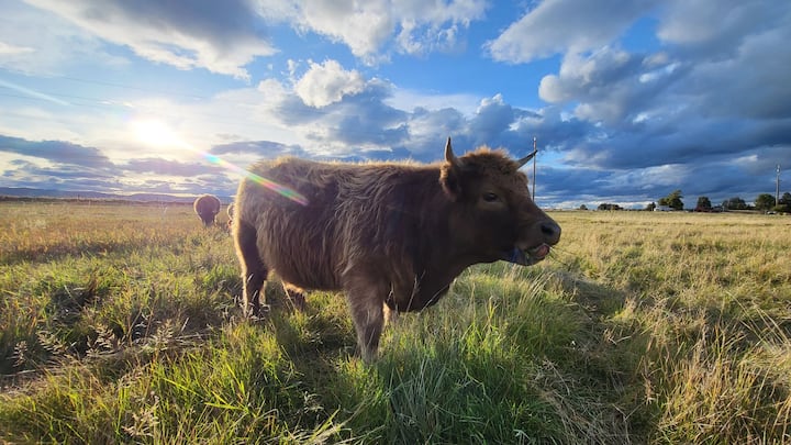 Highland Hideout 2~bring Your Fav Tent/trailer - Kalispell, MT